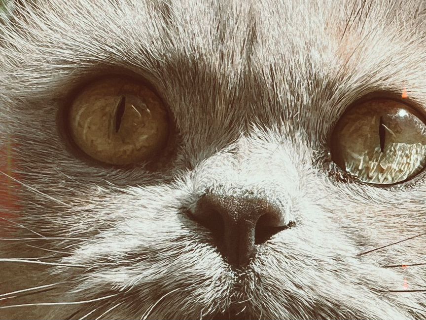 Кошка крысоловка