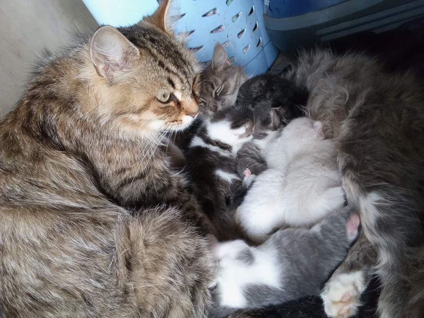 Сибирские котята