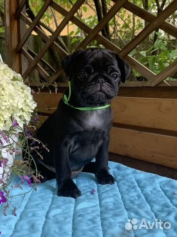 Мопс черный мальчик