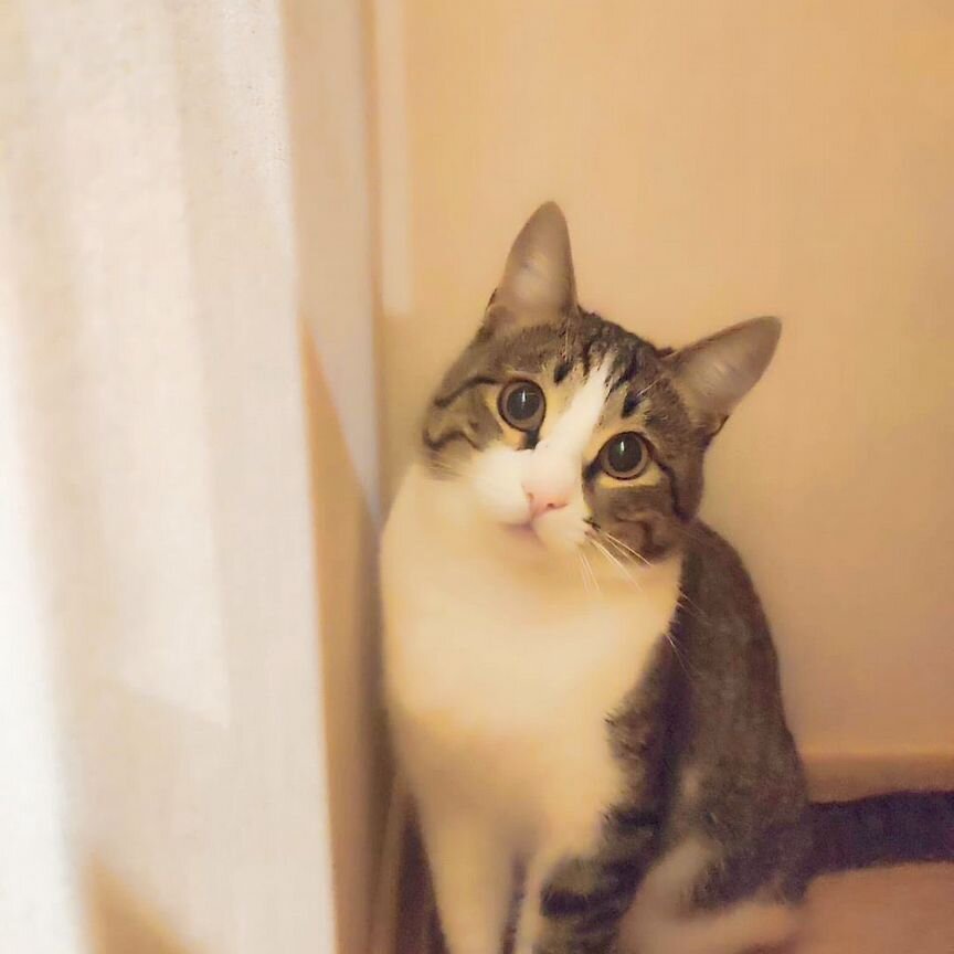 Кот Кокосик в добрые руки