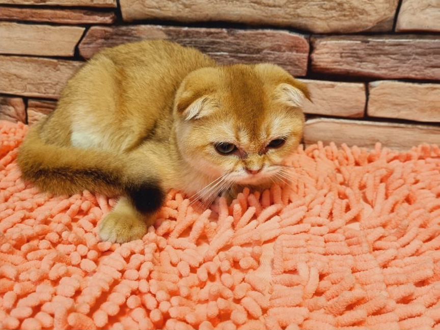 Шотландский мальчик в золотом ярком окрасе
