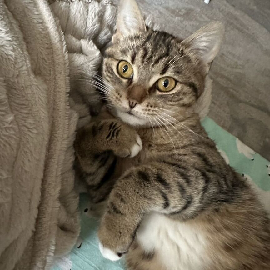 Кошечка