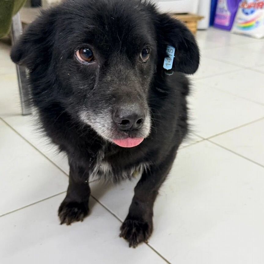 Взрослый пёс в добрые руки