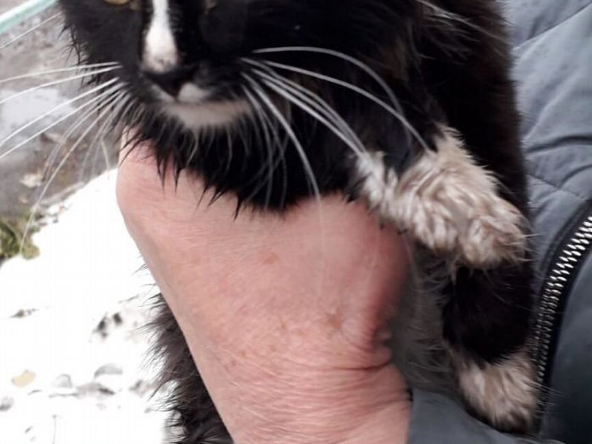 Кошка в дар бесплатно