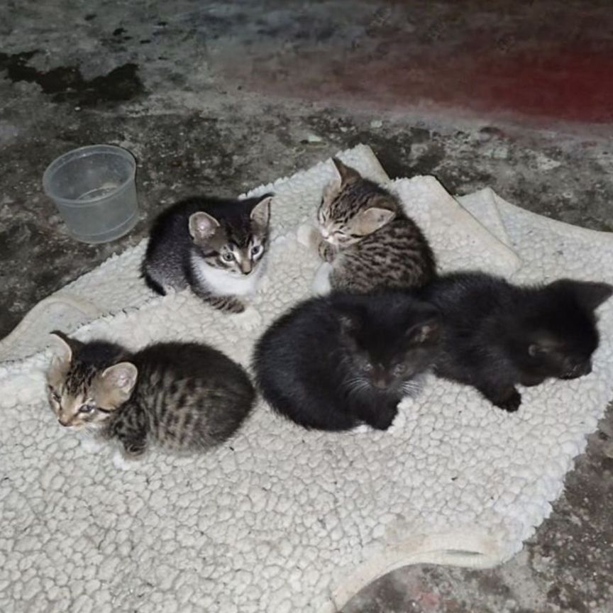 Спасите котят