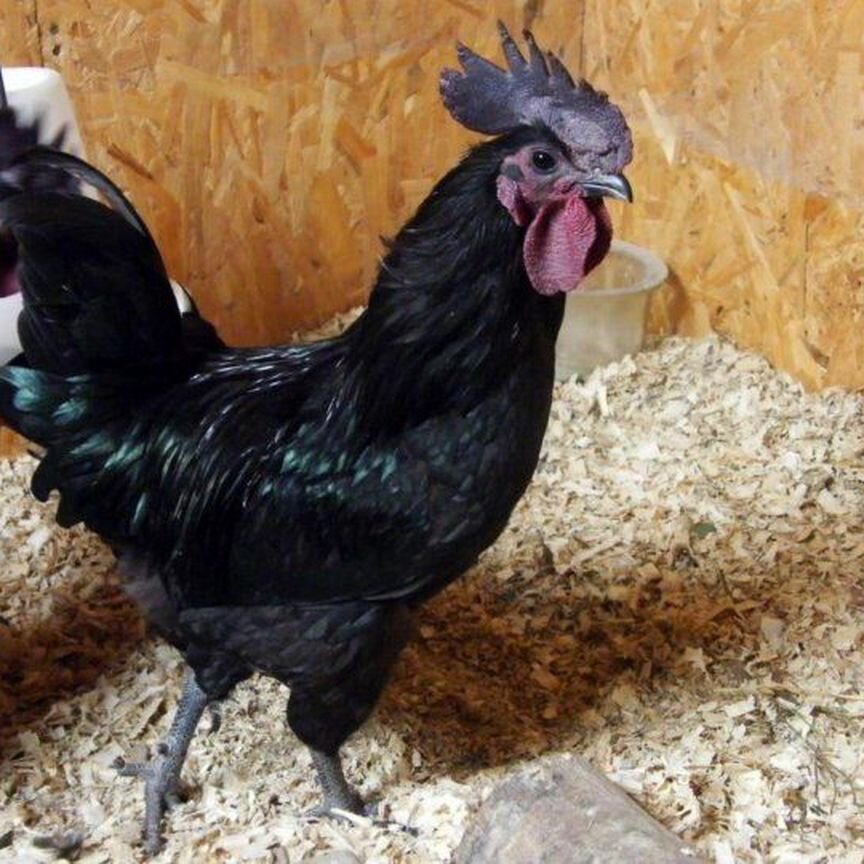 Черный петух