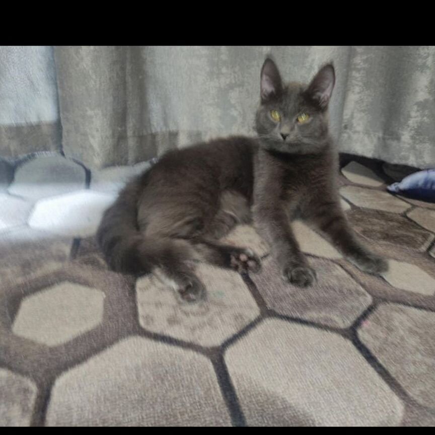 Дымчатый кот и Черная кошка