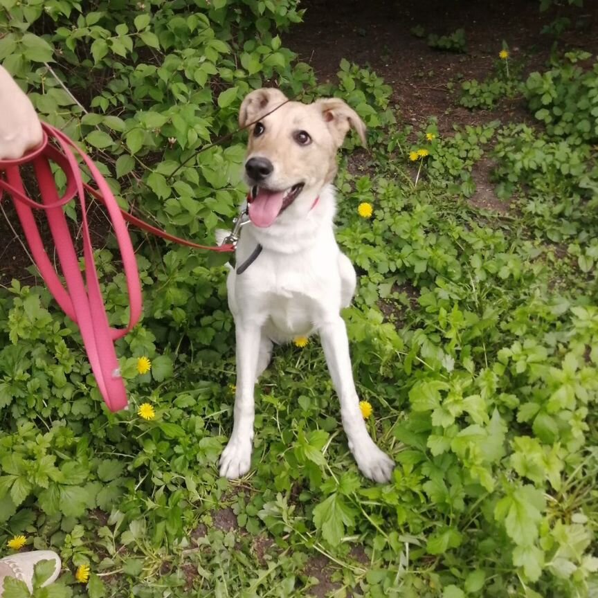 Милочка ищет дом и любящую семью, 6 мес