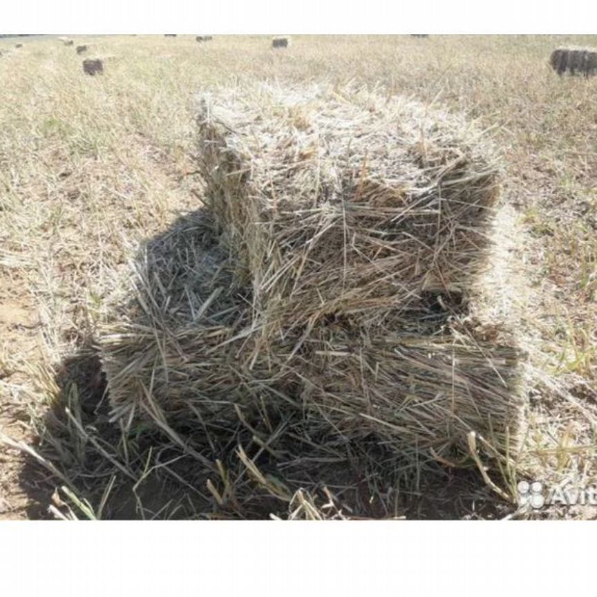 Сено в тюках суданка