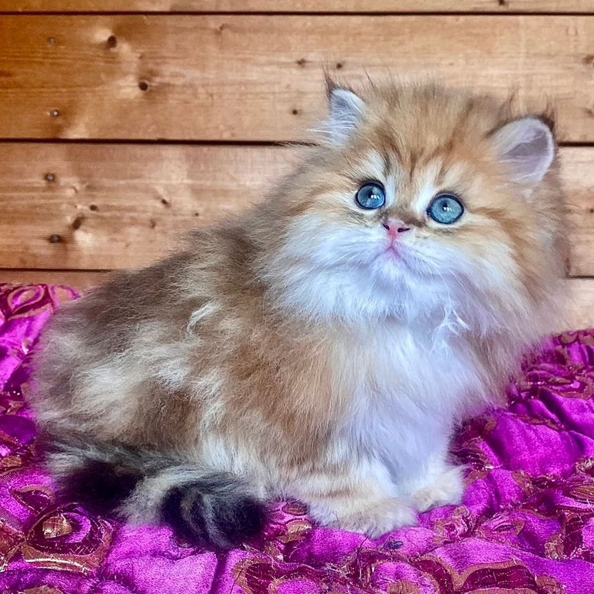Шотландский вислоухий длинношёрстный котёнок