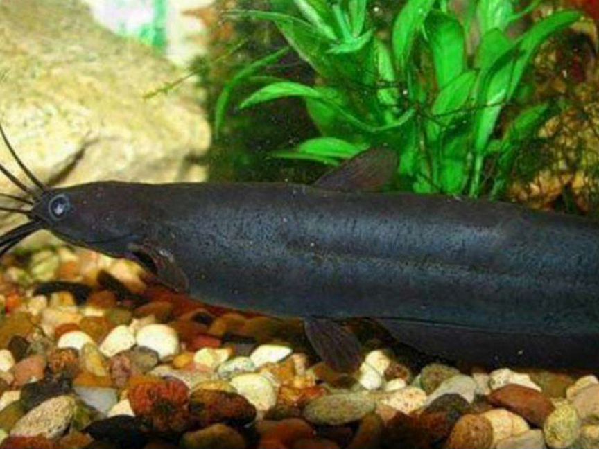 Мешкожаберный сом