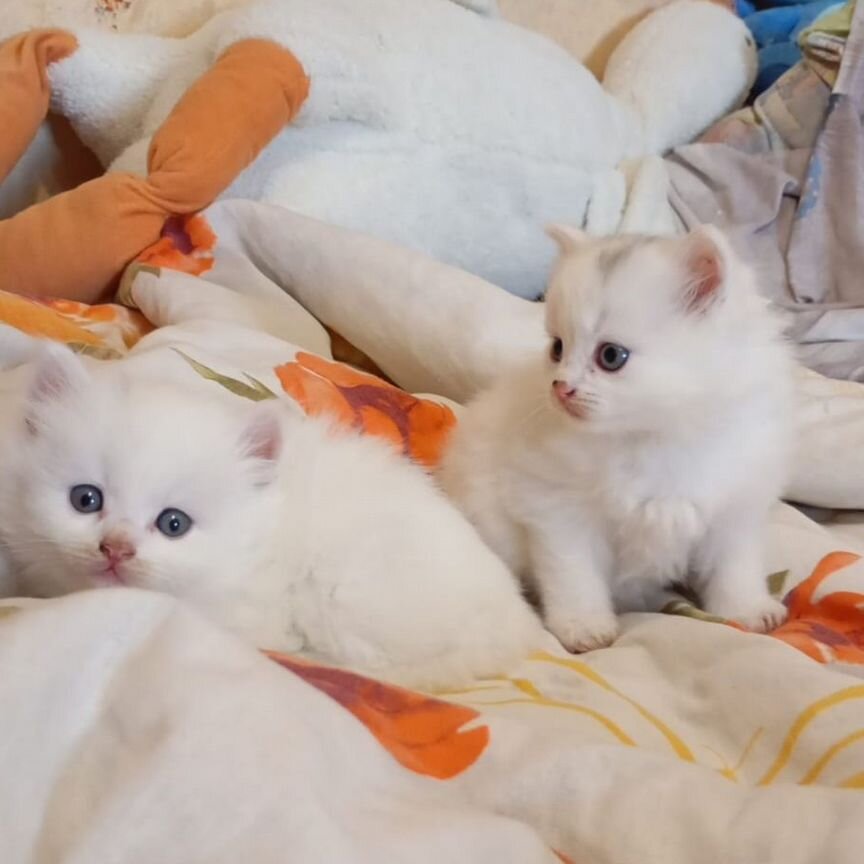 Белые котята