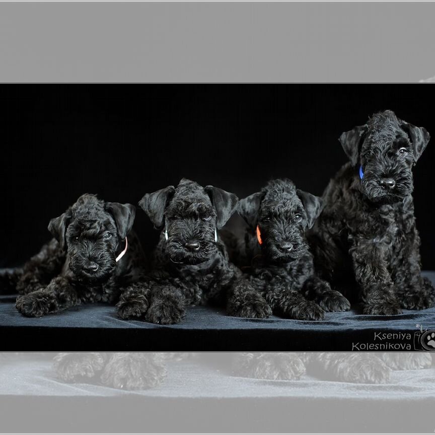 Керри-блю-терьер, щенок