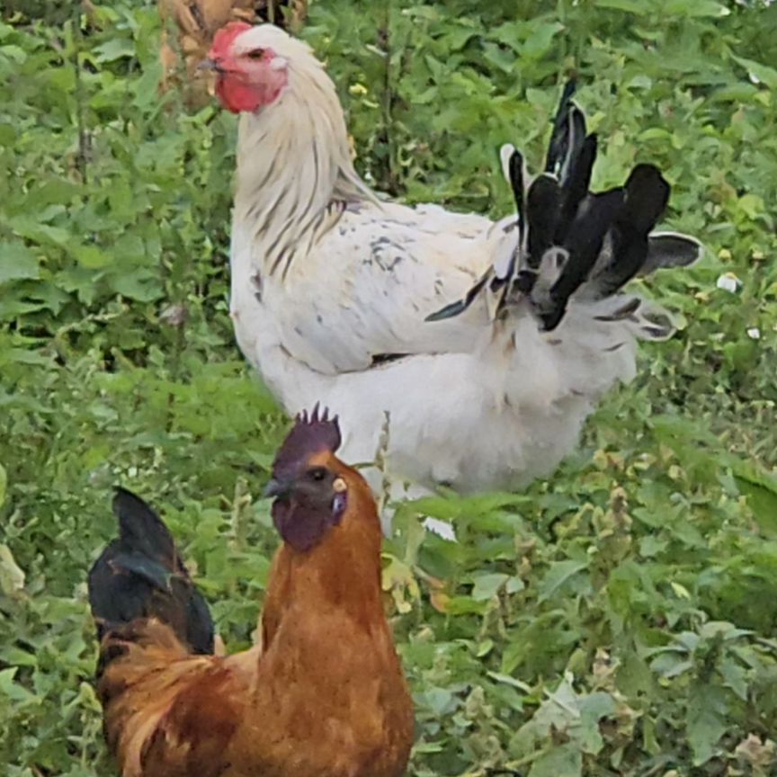 Петушки