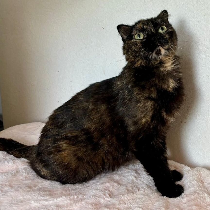 Вислоушка, 8 месяцев, ищет дом и любящую семью