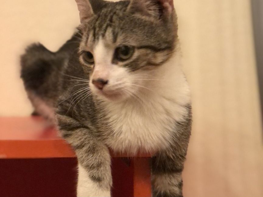 Котенок в добрые руки