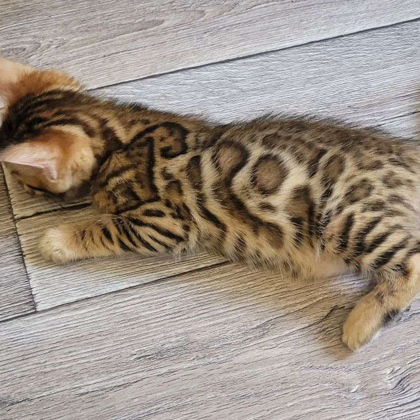 Бенгальские котята