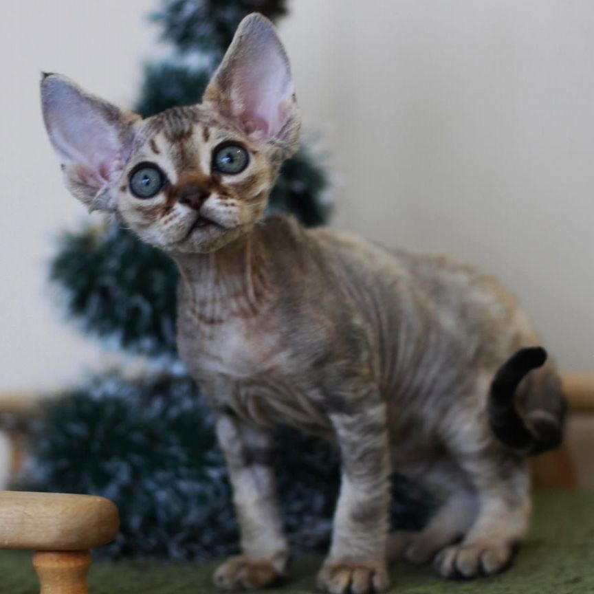 Котик девон рекс