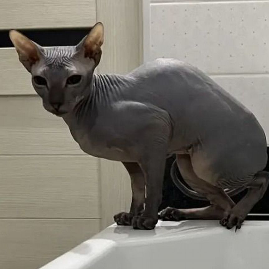 Канадский сфинкс, взрослый кот