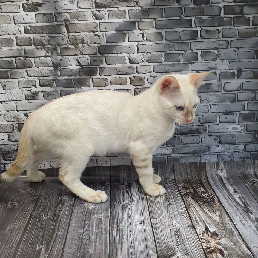 Котенок мальчик бенгал линкс