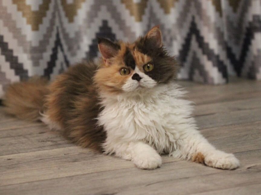 Молоденькая кудрявая девочка в поиске владельцев