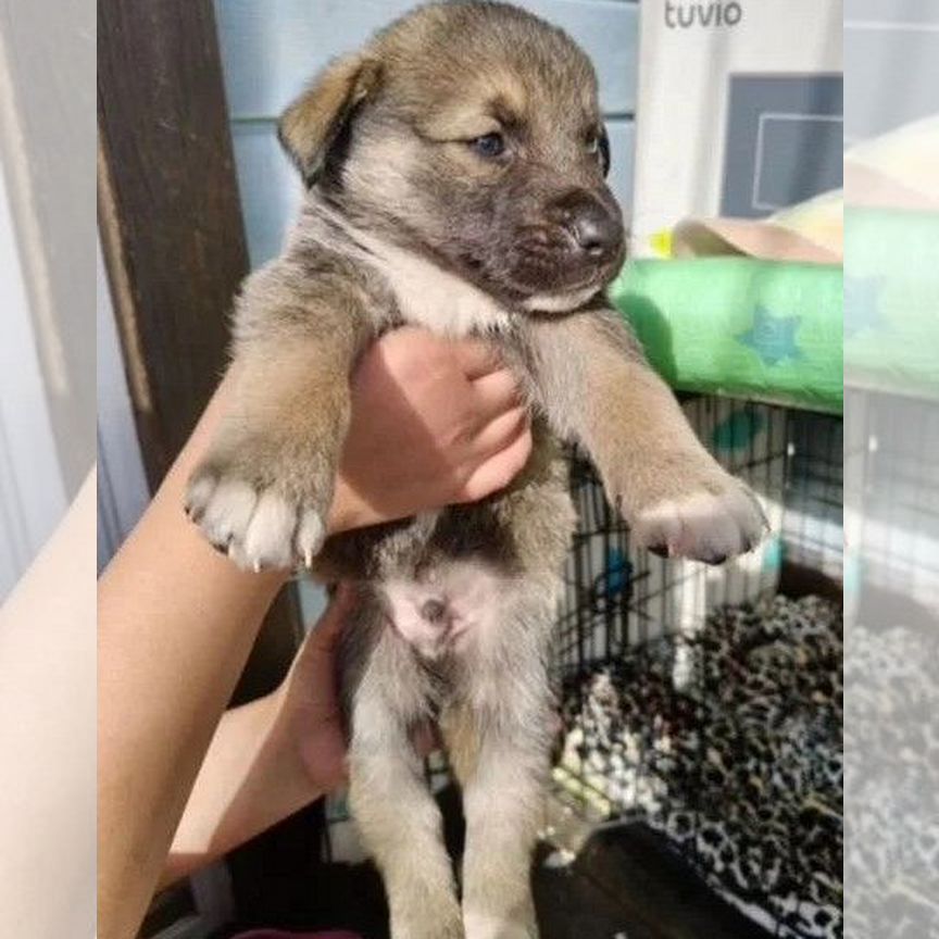 Щенок в добрые руки