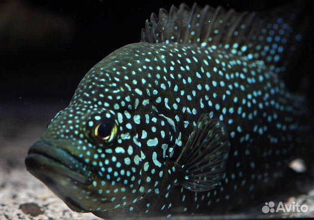 Паратиляпия Поллени (звездчатая)