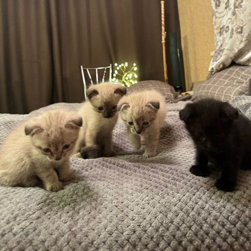 Котенок котята