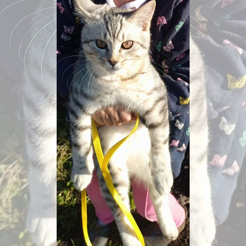 Шотландская прямоухая кошка