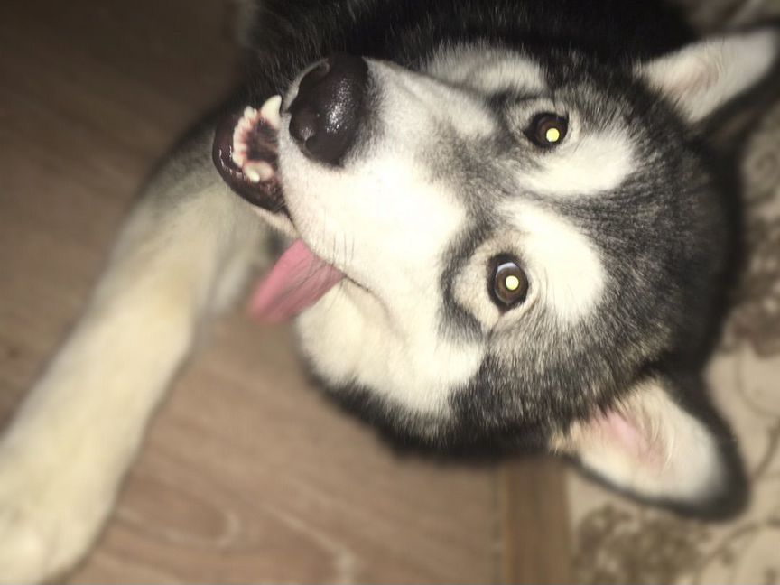 Отдам щенка в добрые руки