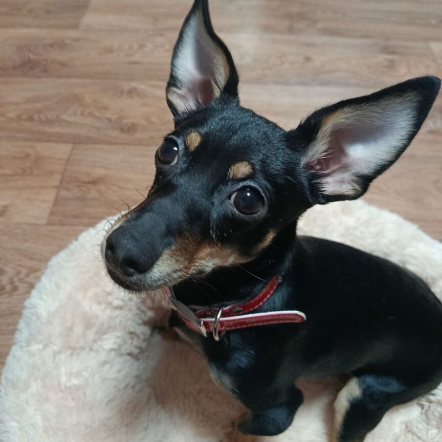 Русский той-терьер, щенок