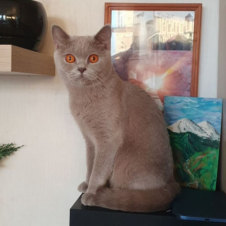 Британская короткошёрстная, взрослая кошка