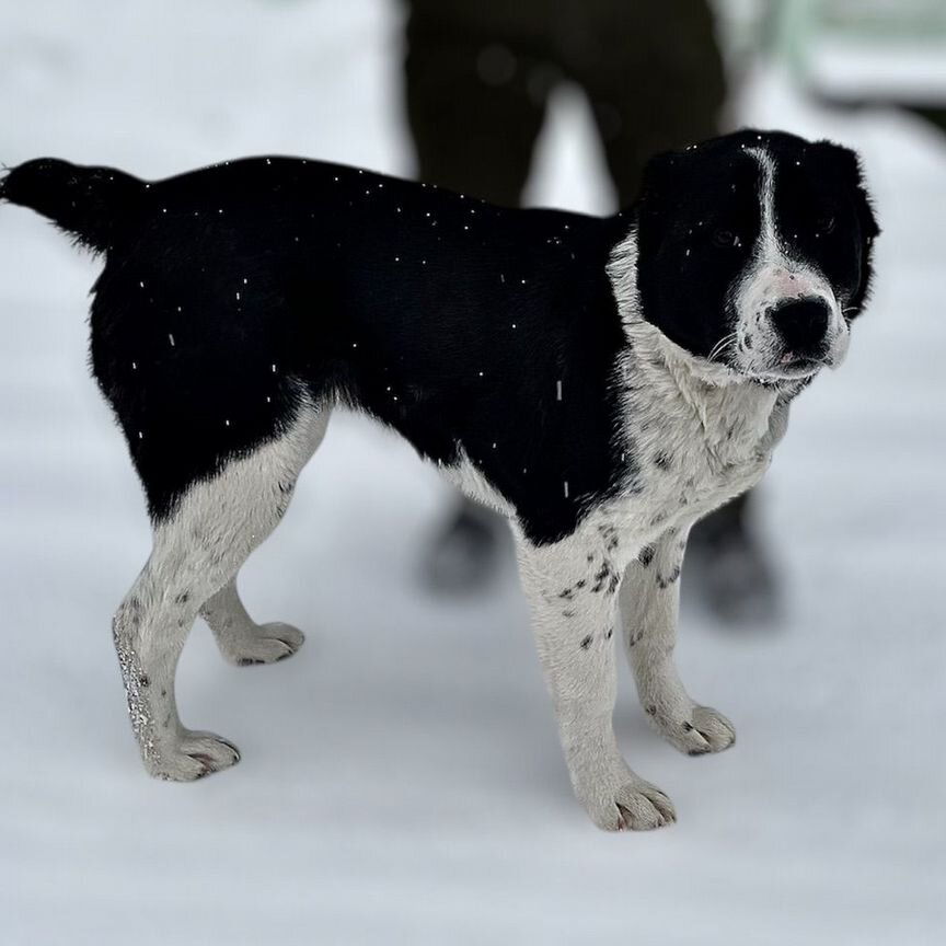 Среднеазиатская овчарка, щенок