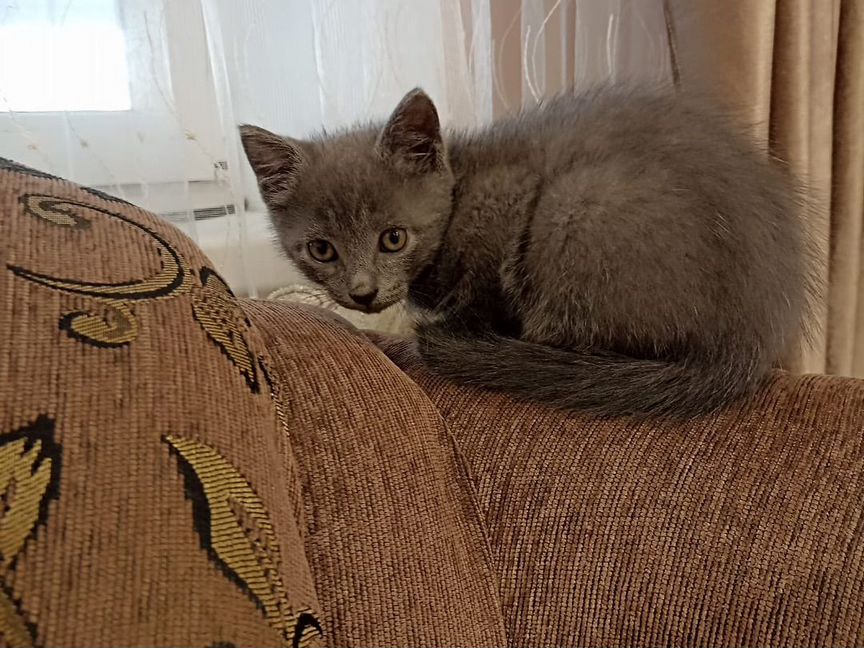 Мальчик Котеннок бессплатно
