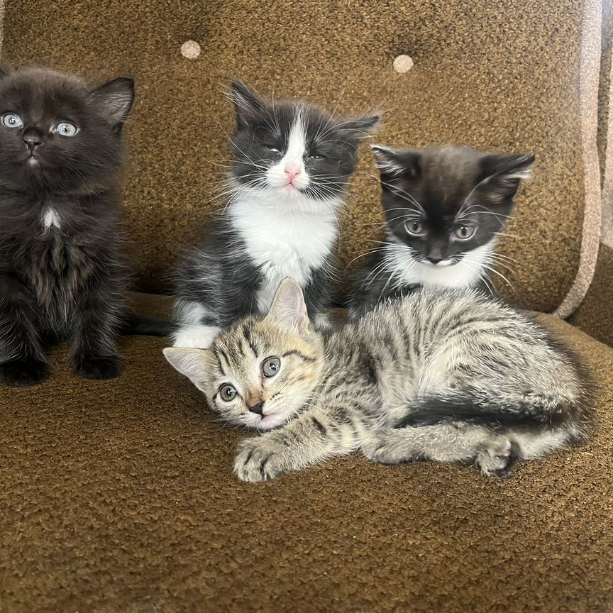 Котята в добрые руки бесплатно
