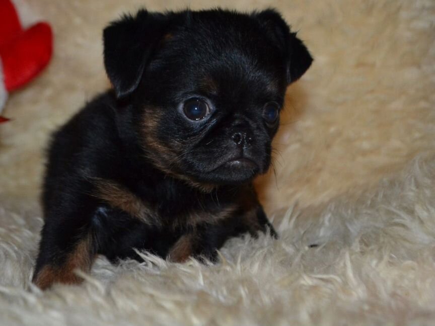 Очаровательная девочка пти брабансона