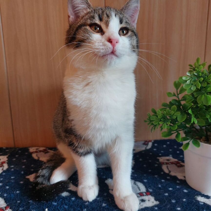 Котик ищет дом и любимых хозяев