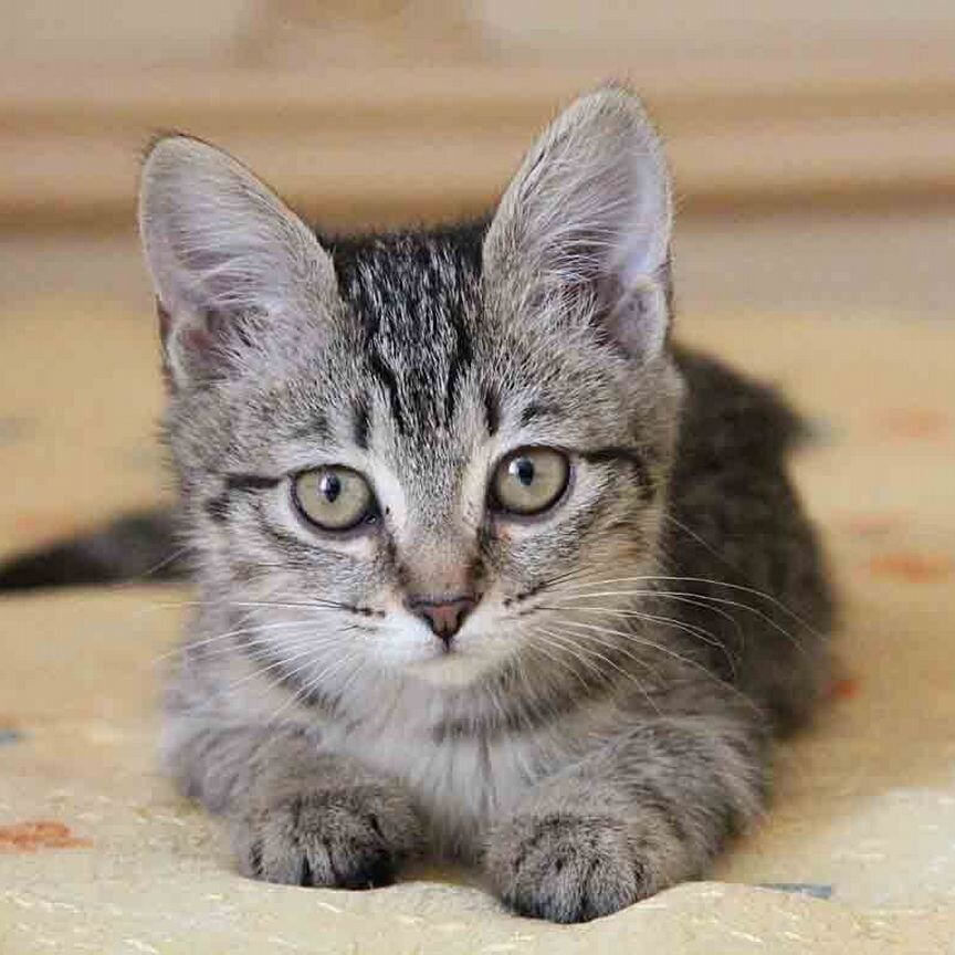 Ласковый котёнок-мальчик