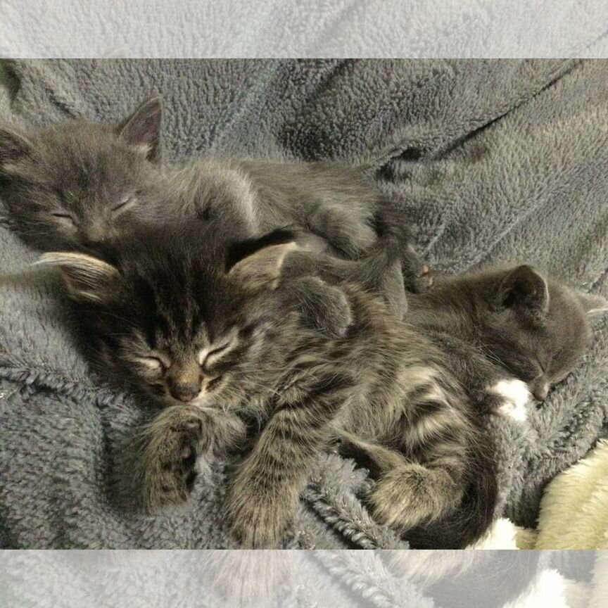 Нибелунг котёнок