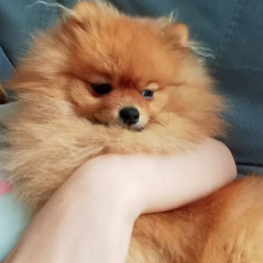 Померанский шпиц, взрослая собака