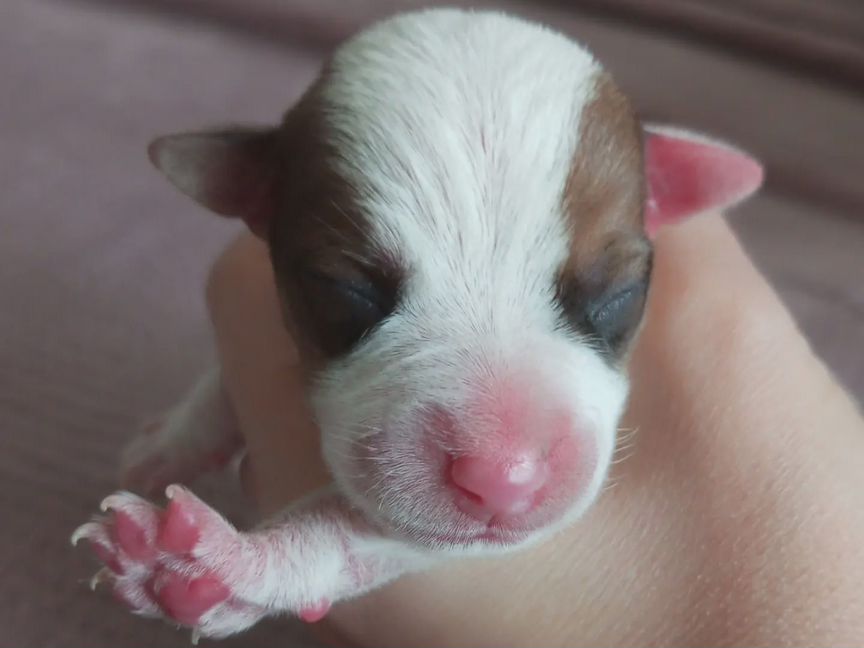 Щенки джек рассел терьер