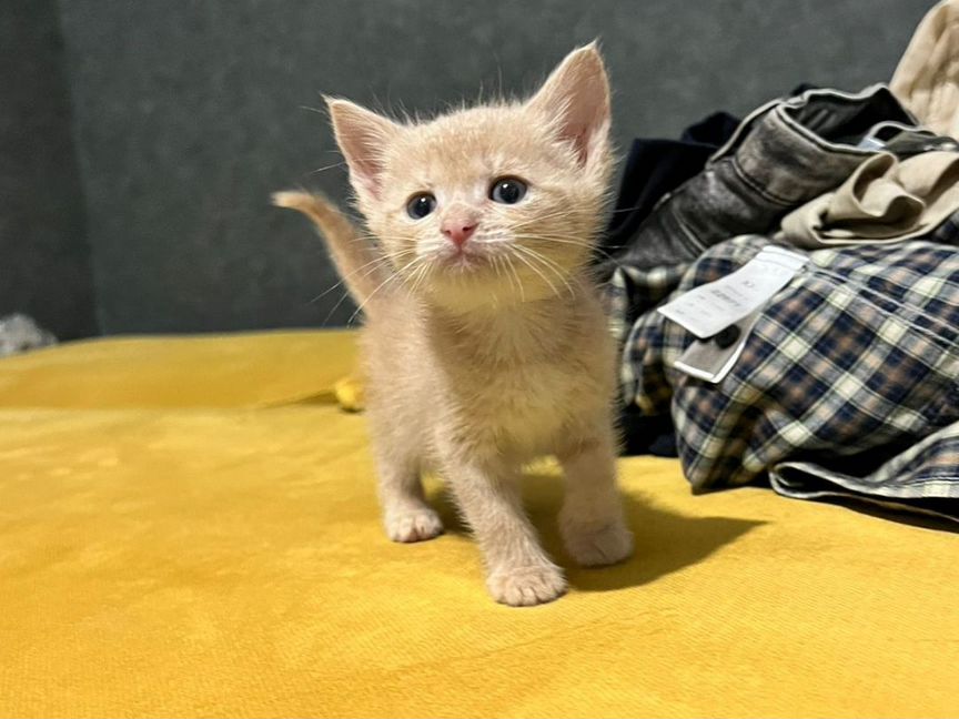 Кремовый котик