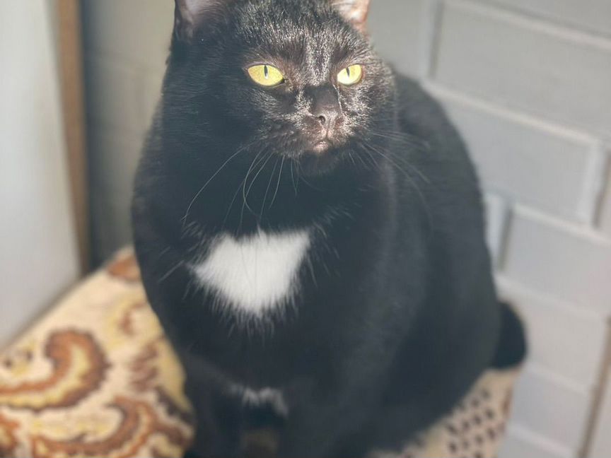 Кошки в добрые руки бесплатно