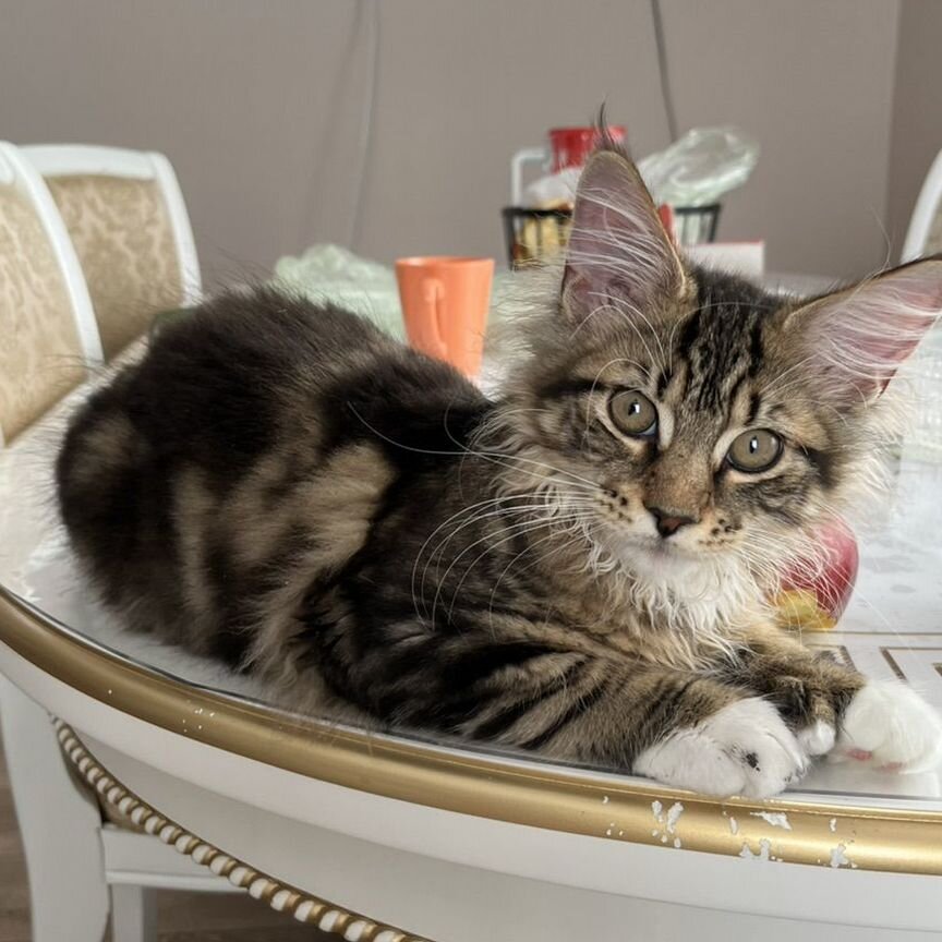 Мейн-кун котёнок