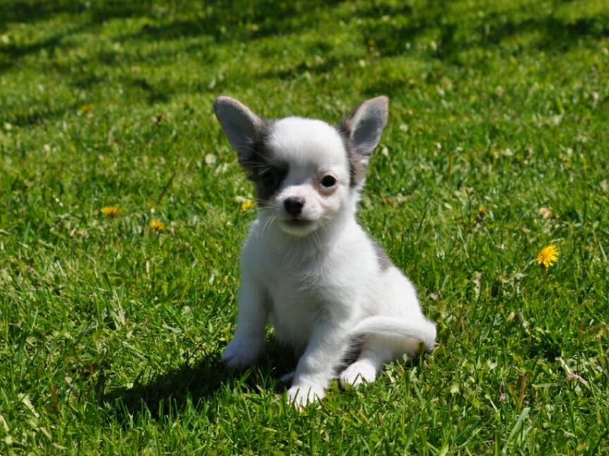 Фонтанчик радости