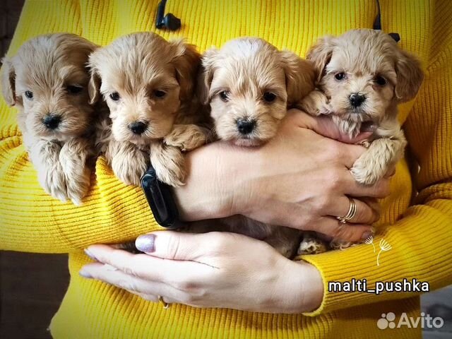 Щенки мальтипу ф1 микро и мини