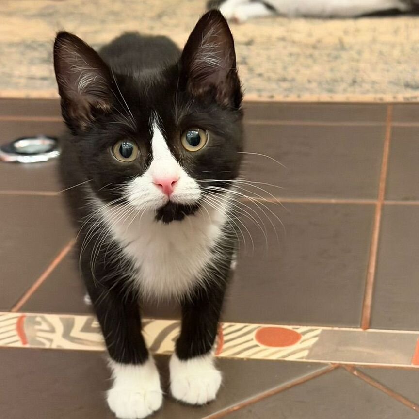 Котёнок в добрые руки