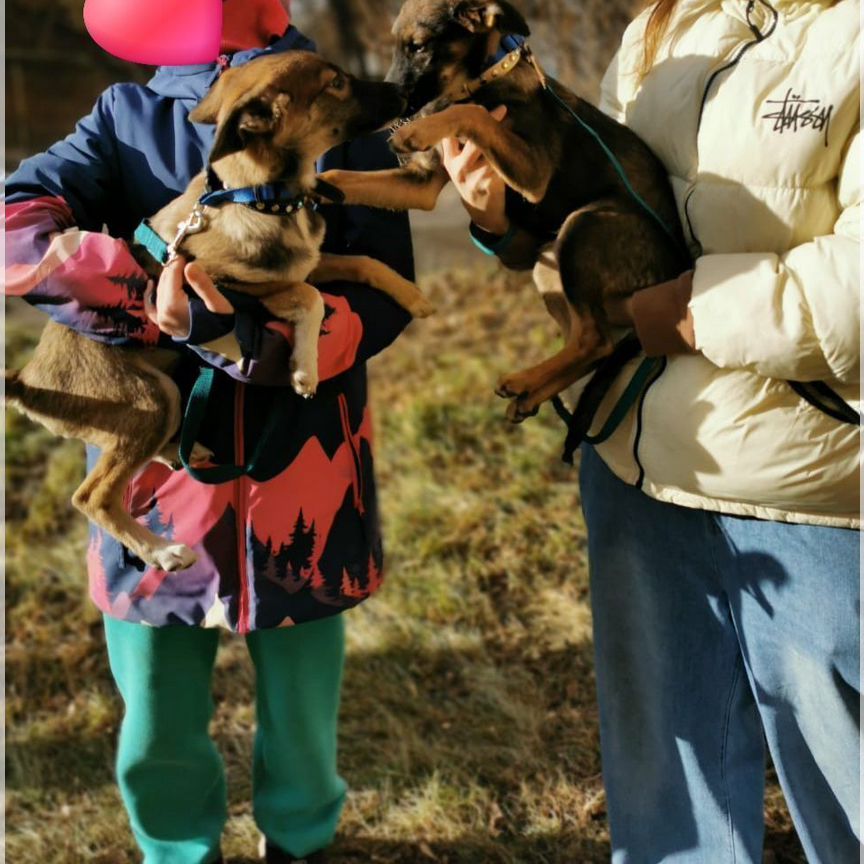 Щенок в добрые руки