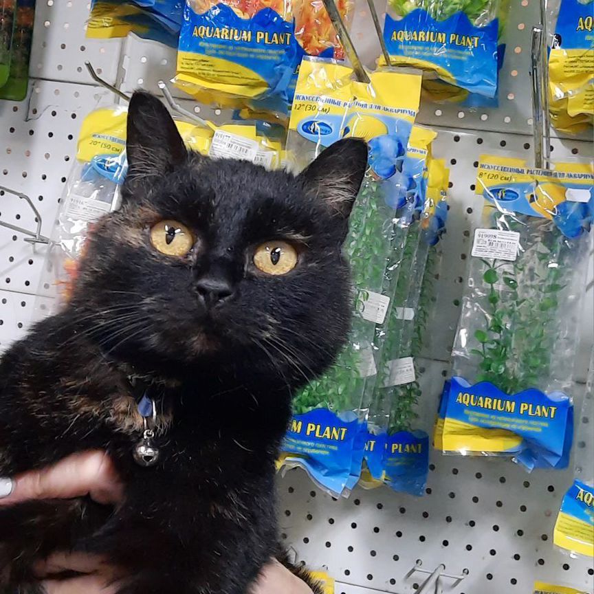 Кошечка в Заботливые руки