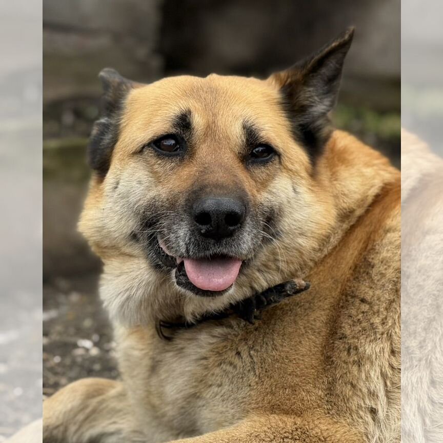 Немецкая овчарка, взрослая собака